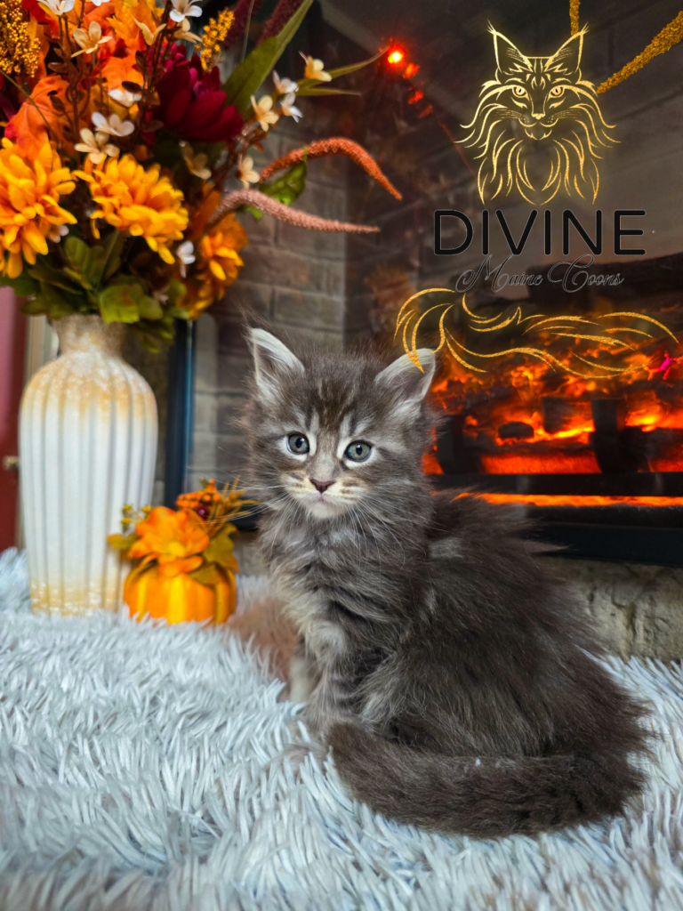 Available Kittens - Links